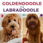 What Is A Jackador? (Jack Russell Labrador Mix) - Oodle Life