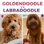 What Is A Jackador? (Jack Russell Labrador Mix) - Oodle Life