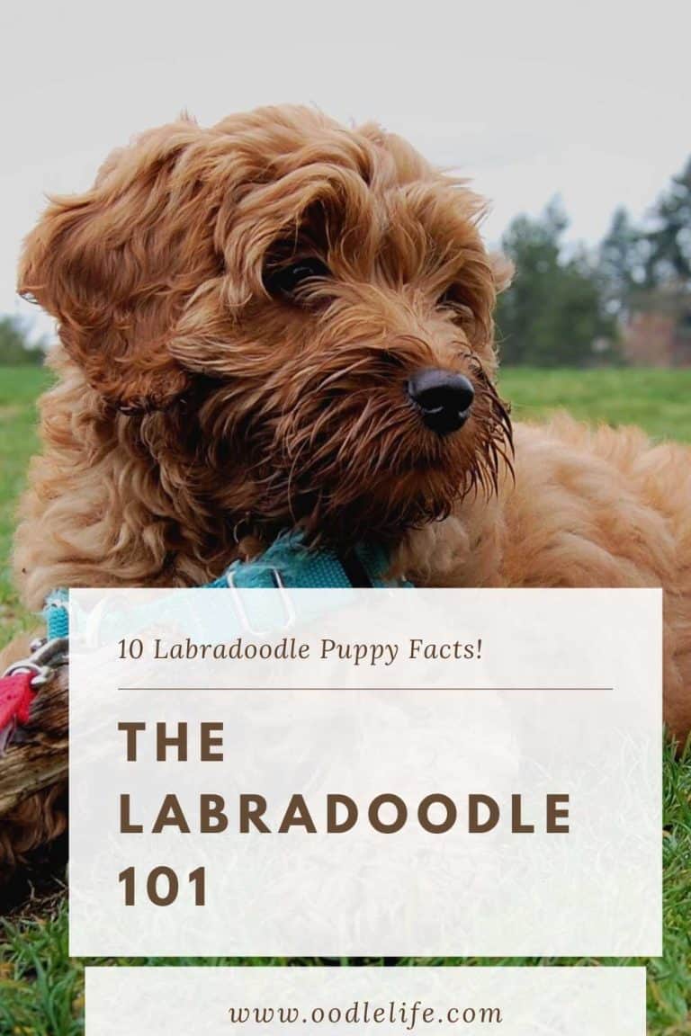 Labradoodle 101 - 10 Fast Facts To Make You A Labradoodle Expert ...