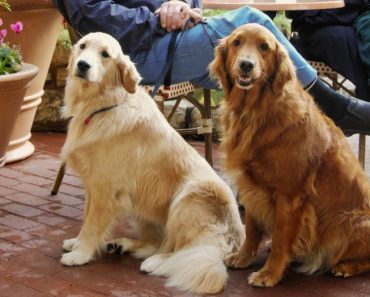 Do Goldendoodles Smell? 7 Reasons Your Goldendoodle Stinks - Oodle Dogs