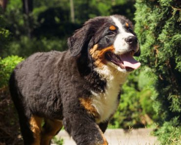 Bernedoodle 101 - 10 Fast Bernedoodle Puppy Facts to Make You An Expert ...
