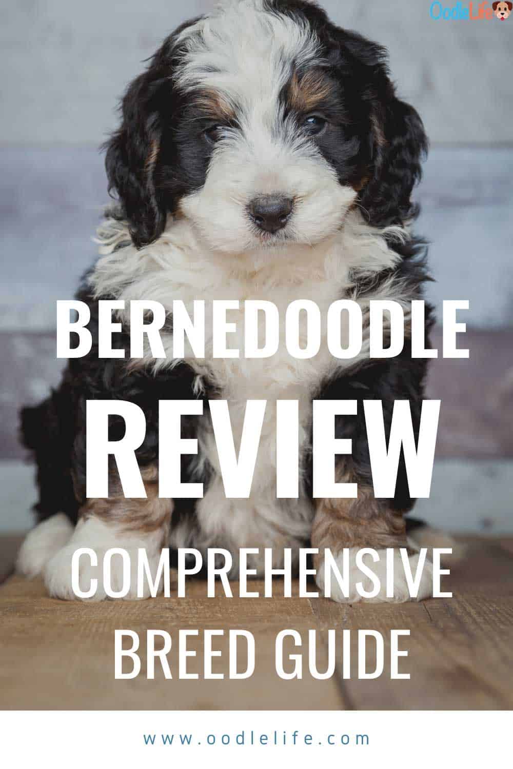 The 2022 Bernedoodle Review - Ultimate Breed Guide