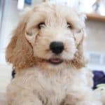 Do Cockapoos Bark A Lot? Spoodle Barking Guide - Oodle Life