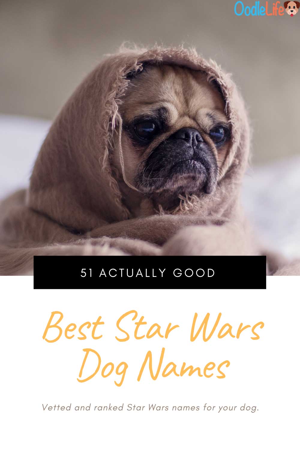 51 Actually Good Star Wars Names For Dogs The Ultimate List - Oodle Life