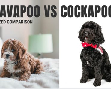 Bernedoodle VS Goldendoodle - How To Decide Which Puppy