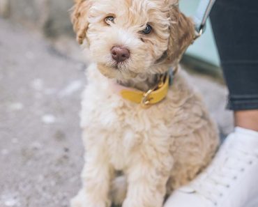 Do Cockapoos Bark A Lot? Spoodle Barking Guide - Oodle Dogs