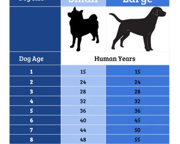 Care for Bernedoodle Paws: Expert Advice On Why Your Bernedoodle is ...