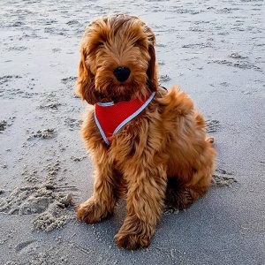Correct Cockapoo Teething Age – How Long Do Cockapoo Puppies Teeth ...