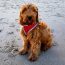 33 Best Fire Names For Dogs [Actually Good] - Oodle Life
