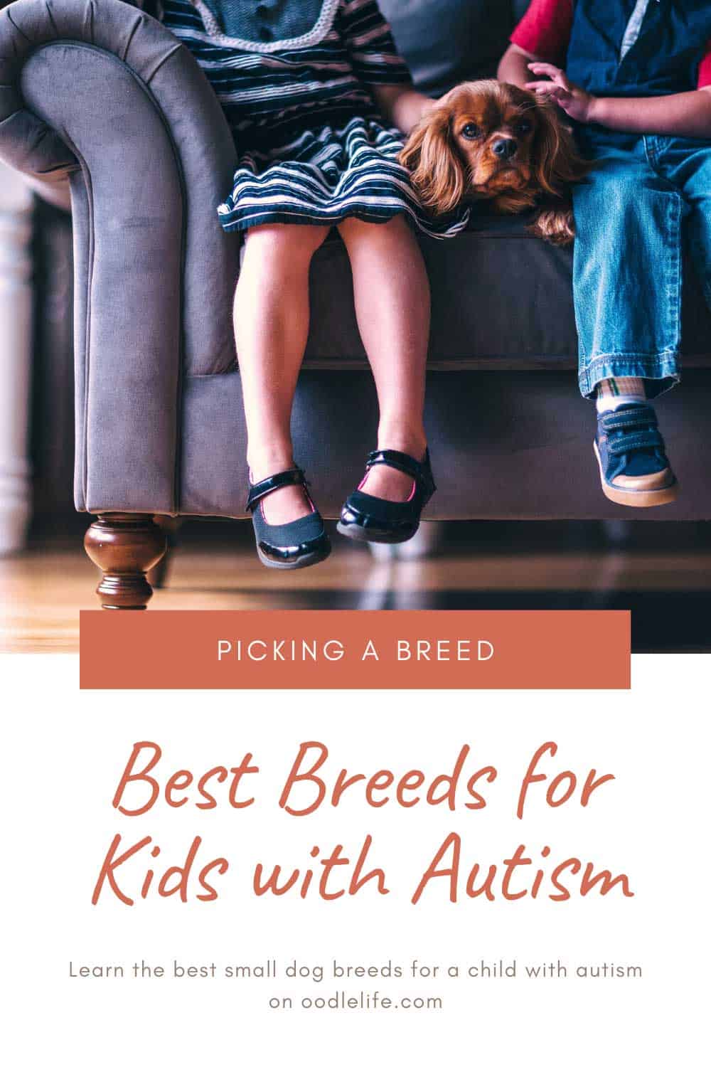 How Do I Know If My Dog Has Autism