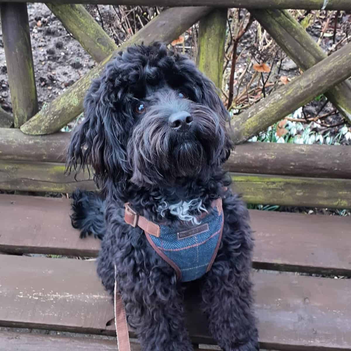 Top 5 Best Dog Harness For Cockapoo (Reviewed From Best Budget To ...