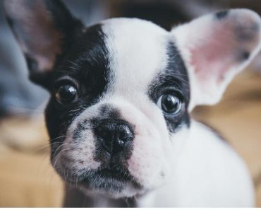 Maltese vs Maltipoo Breed Comparison - Which is Best? - Oodle Dogs