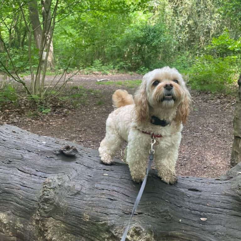 How Far Can A Cavapoo Walk? Puppy Age And Maximum Distance Guide ...
