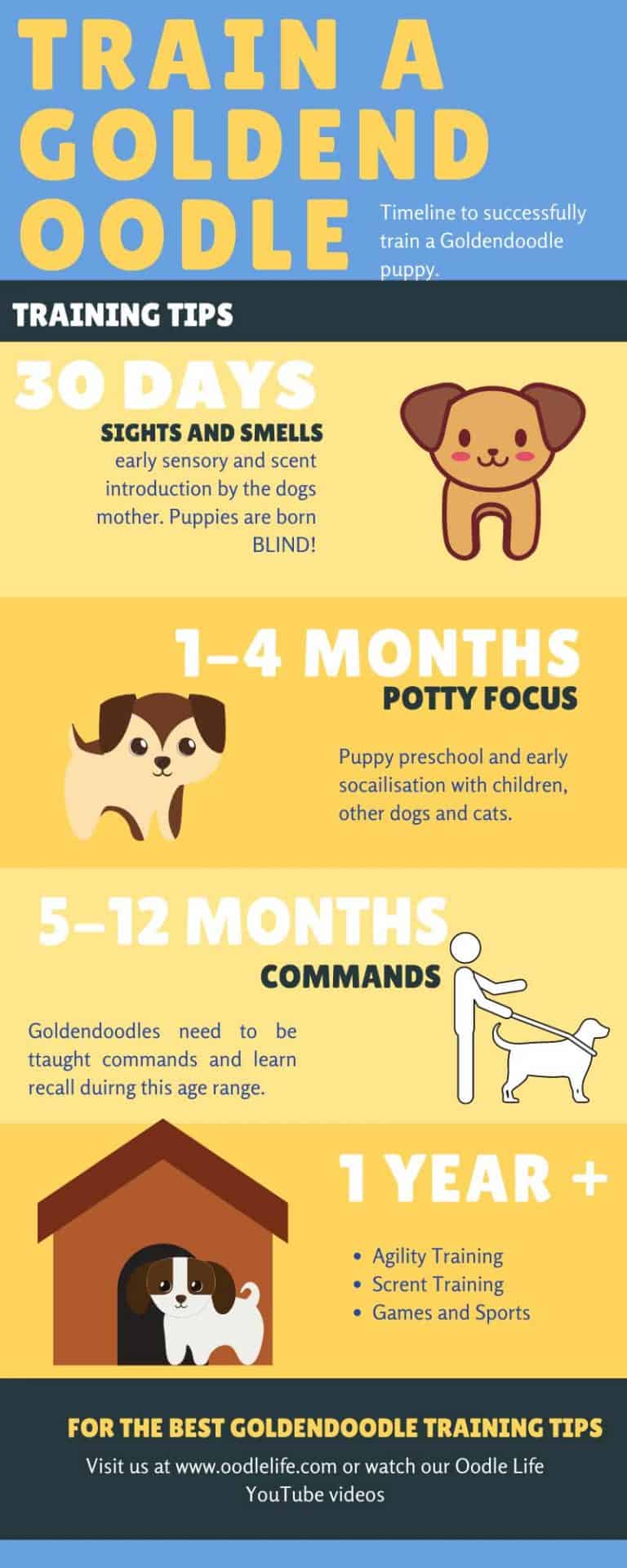 Goldendoodle Training Tips - Complete Timeline For Training A ...
