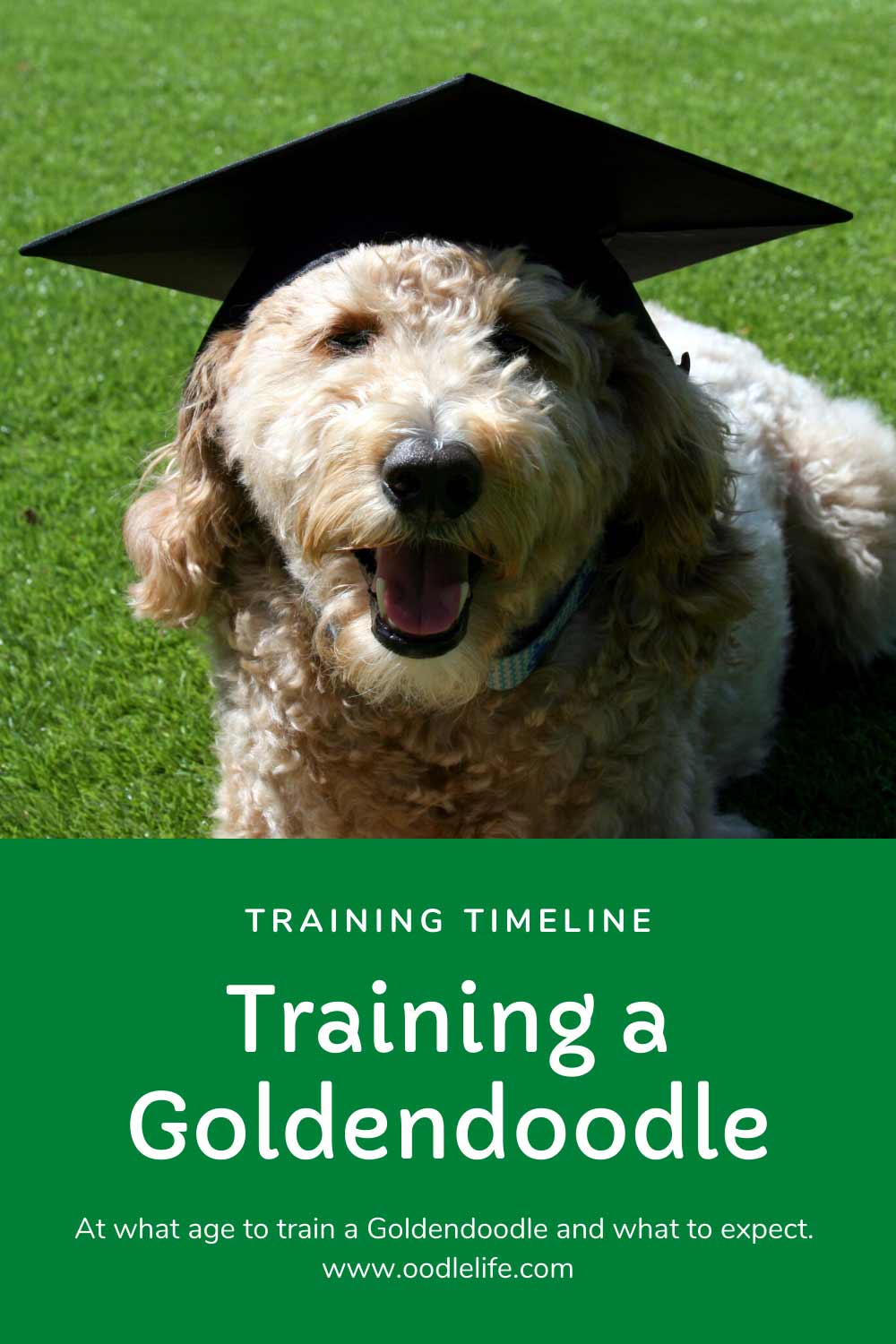 Goldendoodle Training Tips - Complete Timeline For Training A ...