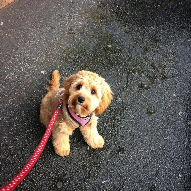 How Far Can A Cavapoo Walk? Puppy Age And Maximum Distance Guide ...