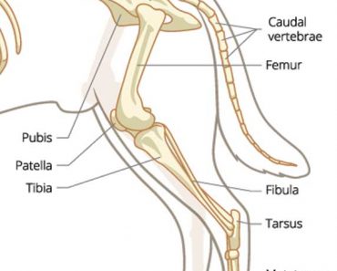 Oodle Life - Helping Puppies Have Fun, Be Healthy and Thrive
