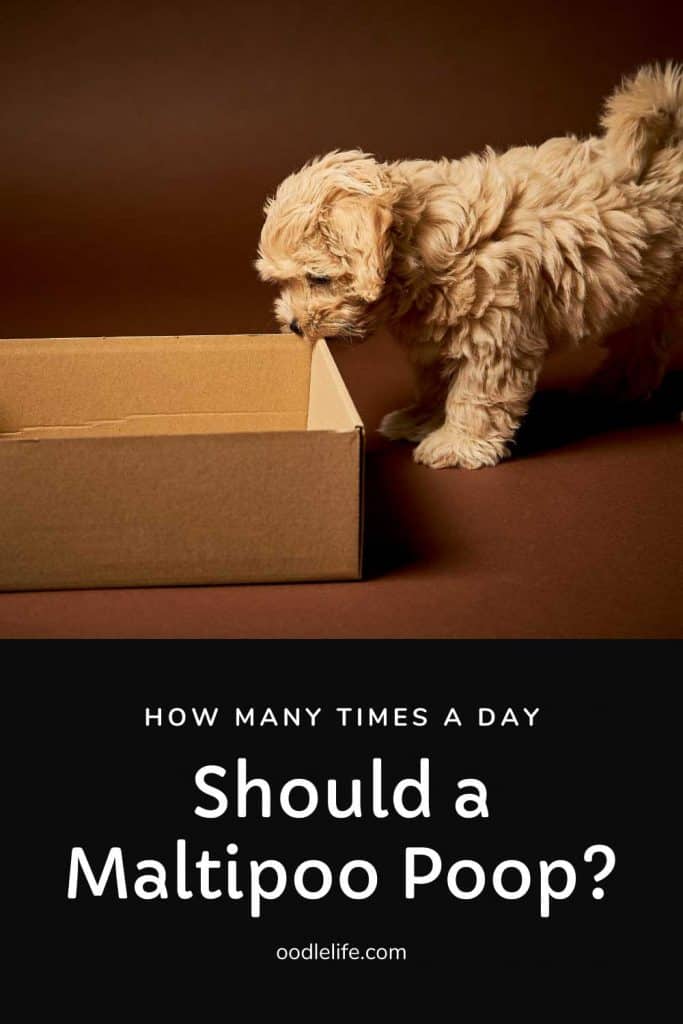 How Many Times A Day Should A Maltipoo Poop - Complete Healthy Poop ... How Many Times A Day Should A Maltipoo Poop - Complete Healthy Poop ...
