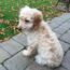 Are Cockapoos Good With Kids? Best Poodle Mix For Children? - Oodle Life