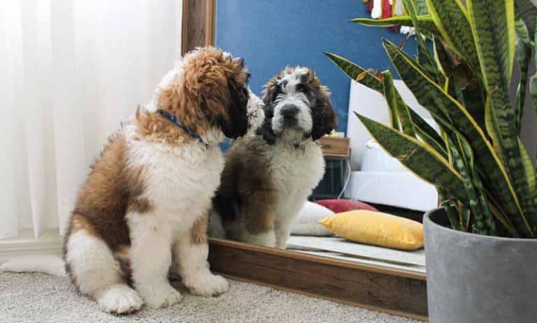 What Is A Saint Bernard Poodle Mix - St Berdoodle 101 (With Photos ...