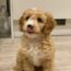 Are Cockapoos Good With Kids? Best Poodle Mix For Children? - Oodle Life