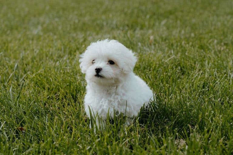 Maltipoo Colors (with Pictures) Coat Color Guide And Photo Gallery ...