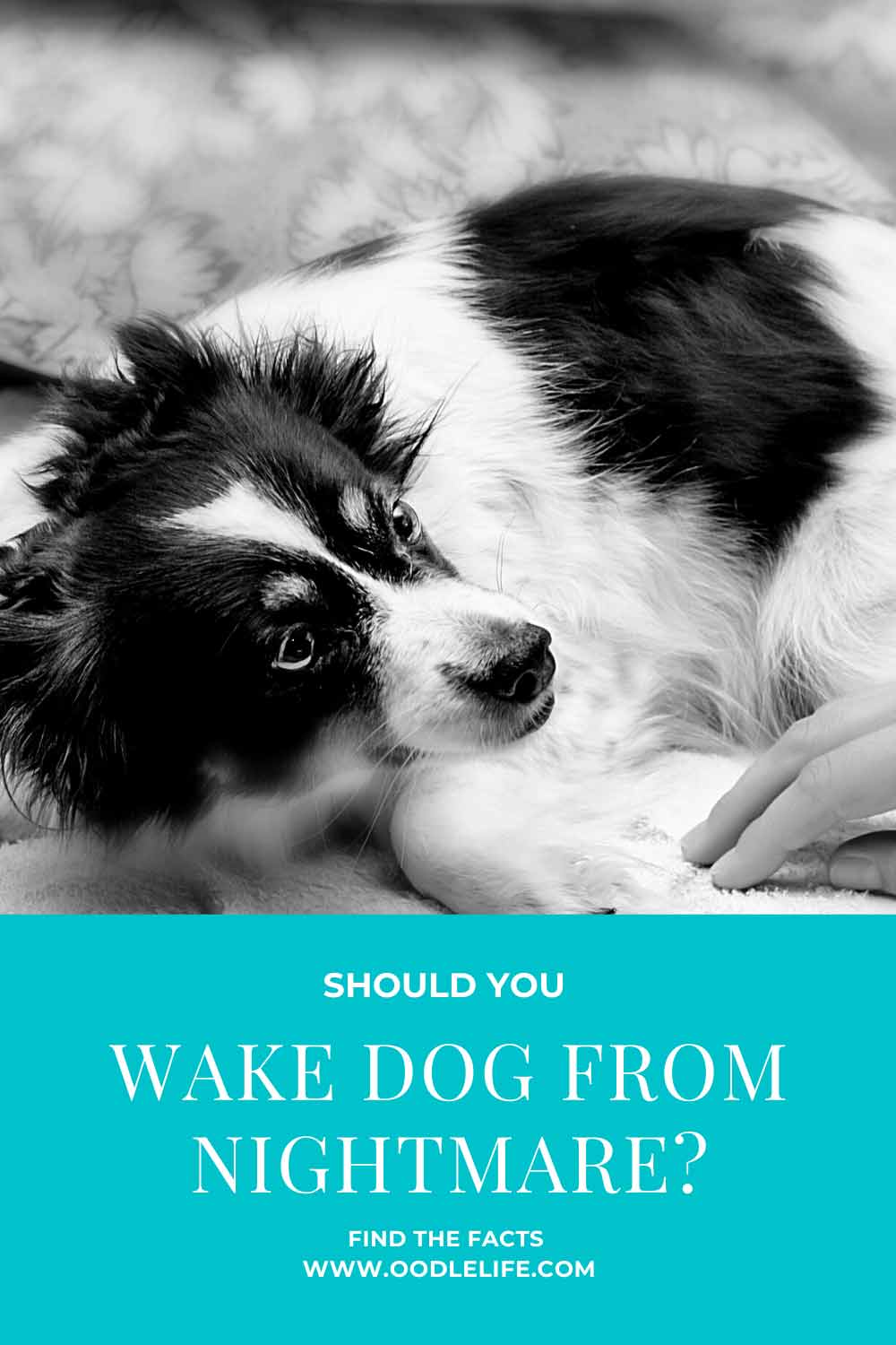 Should I Wake Up My Dog From A Nightmare? - Oodle Life