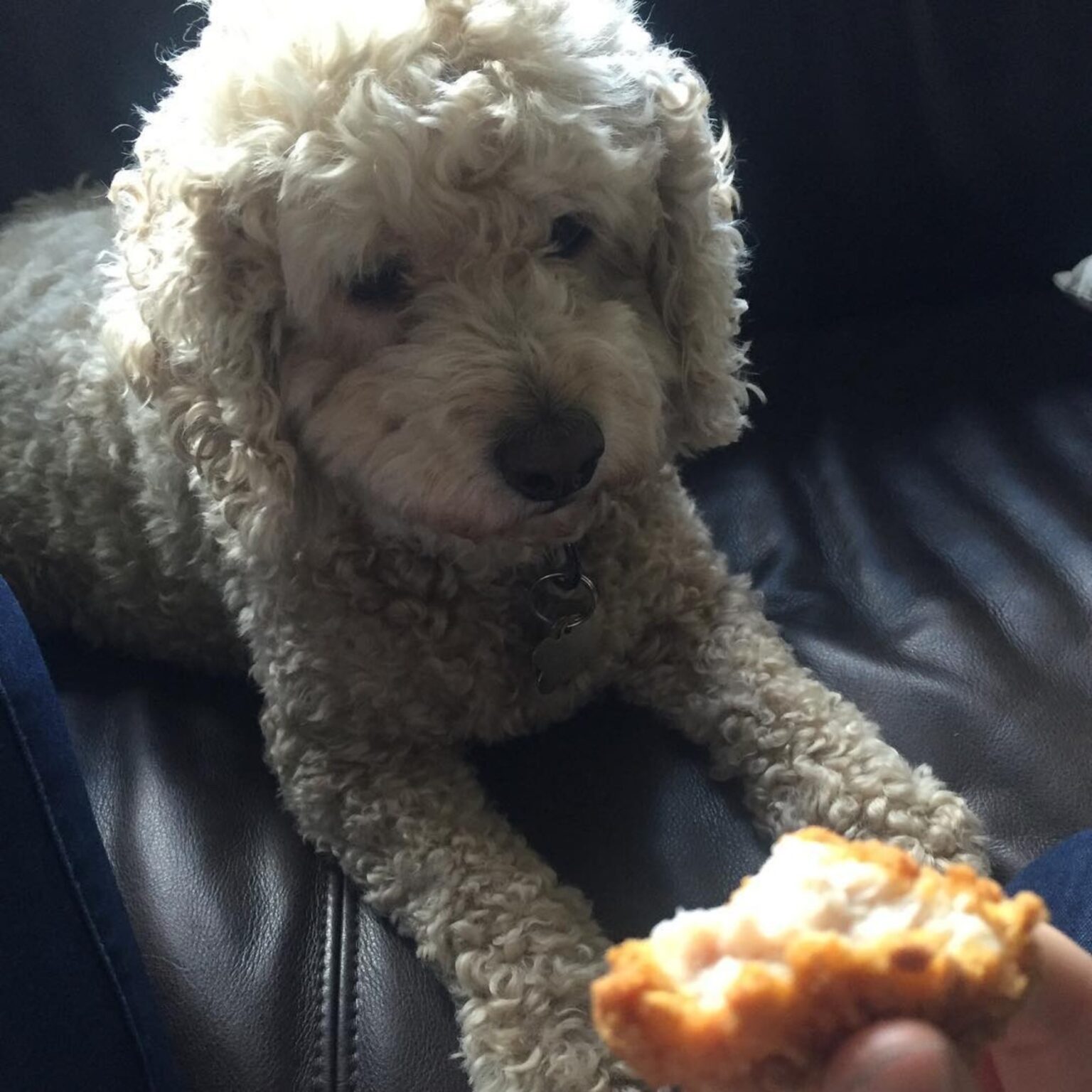 Best Puppy Food For A Cockapoo (4 Best And Reasons Why) - OodleLife®