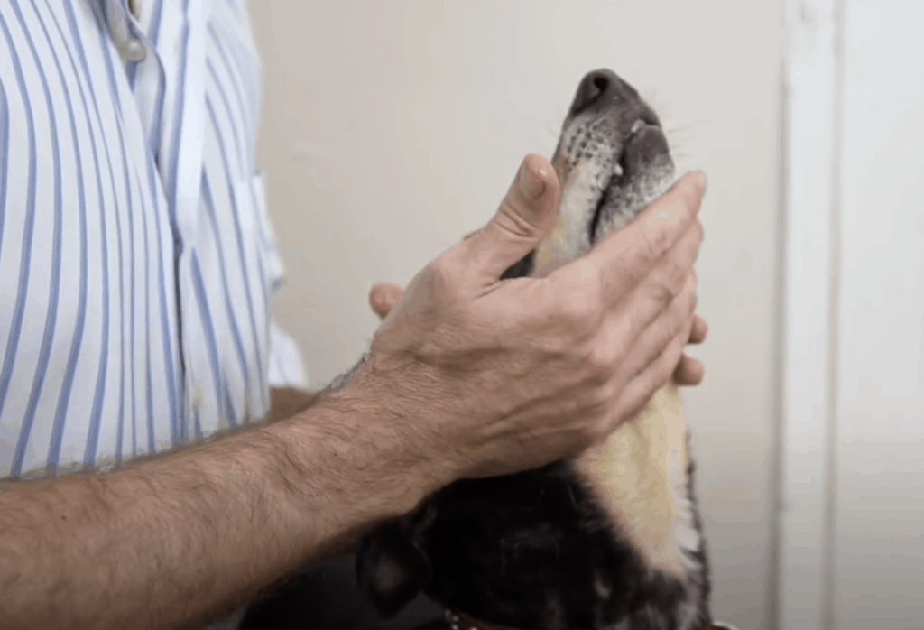 How To Give A Small Dog A Pill Easily (How To Guide) - Oodle Life