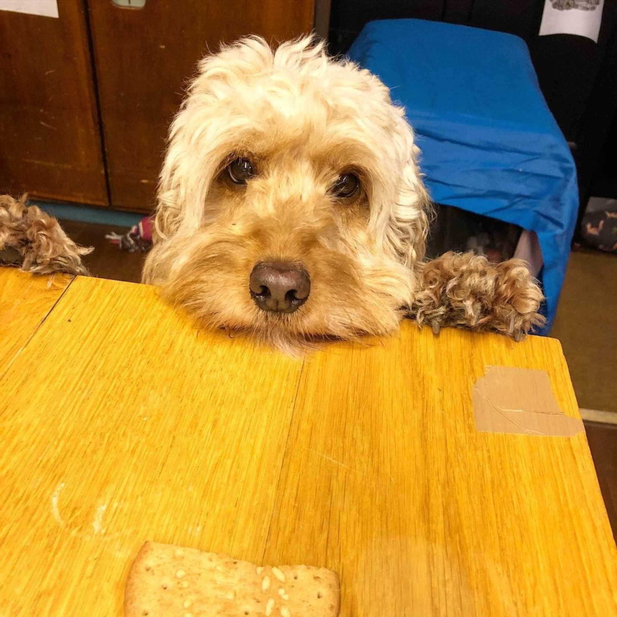 Best Puppy Food For A Cockapoo (4 Best And Reasons Why) - OodleLife®