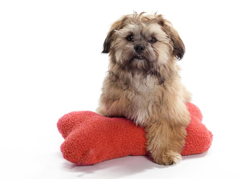 11 Hypoallergenic Poodle Mixes (NO Smell NO Shed) + Photos - Oodle Life