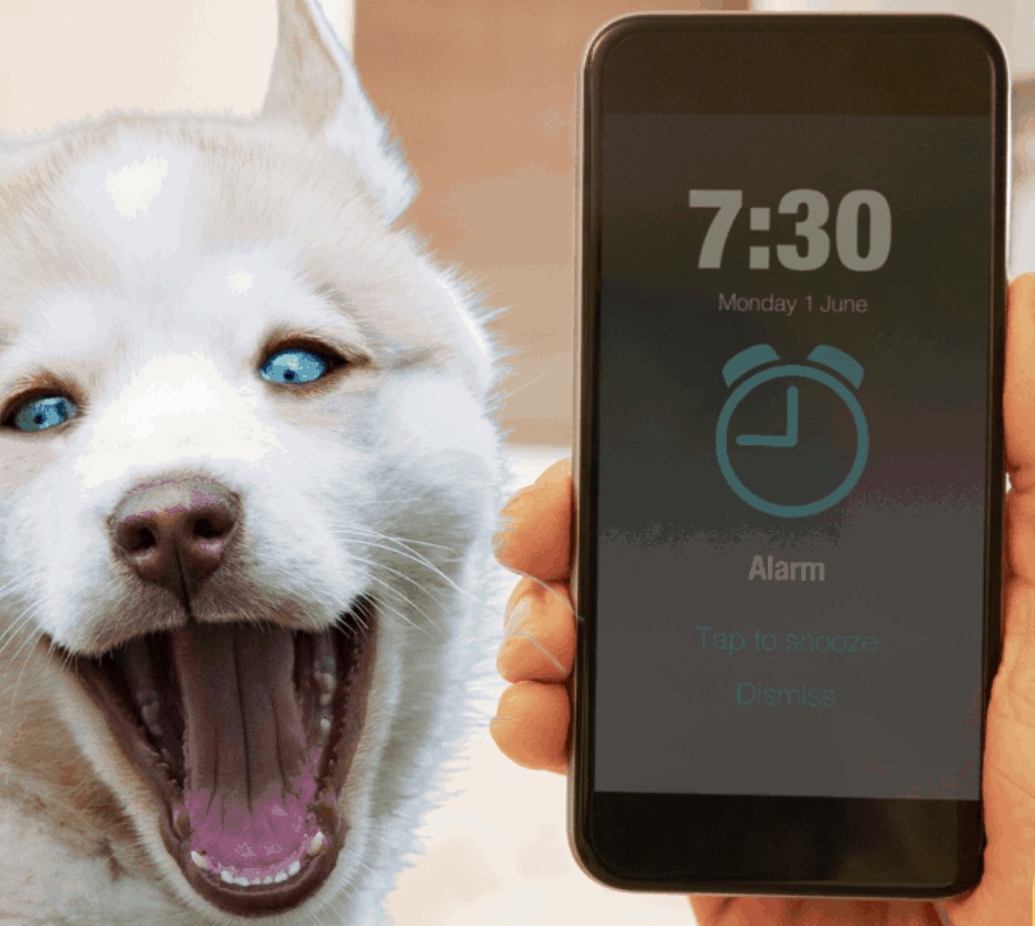 Puppy Wakes Me Up - Train A Puppy To Wake Up Later (Guide) - OodleLife®
