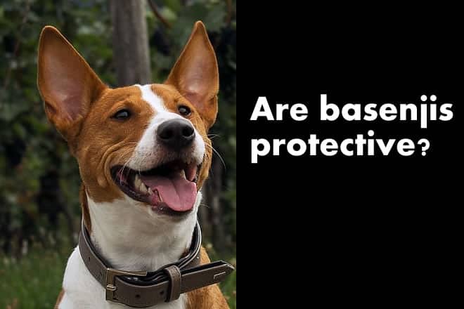 Are Basenjis Aggressive