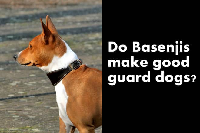 Are Basenjis Aggressive
