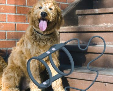 Are Goldendoodles Protective? (Positive vs Negative Signs) - Oodle Dogs