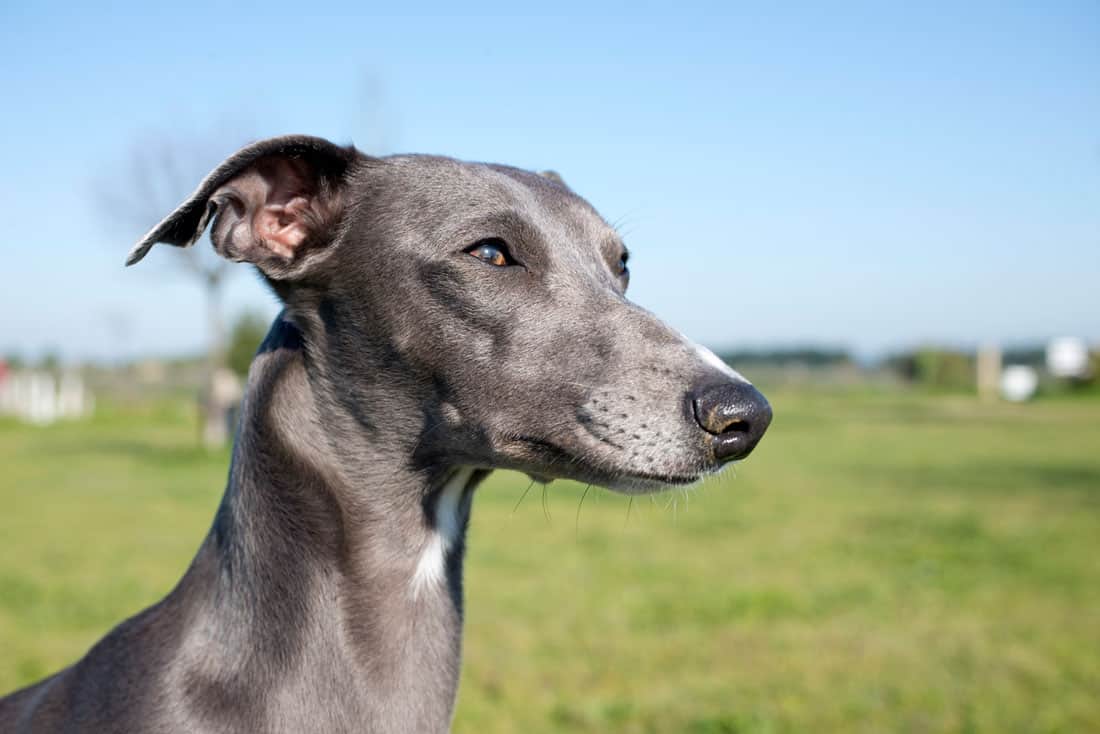 11 Best Tall Skinny Dog Breeds (With Photos) - Oodle Life