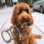 5 Best Dog Harness For Labradoodles - Oodle Life