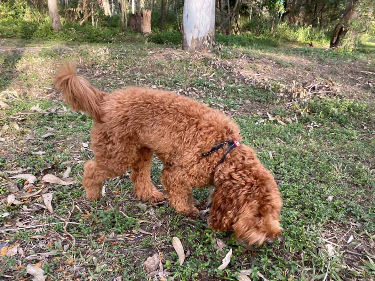 How To Stop Dogs Eating Mulch? [5 Strategies] - Oodle Life