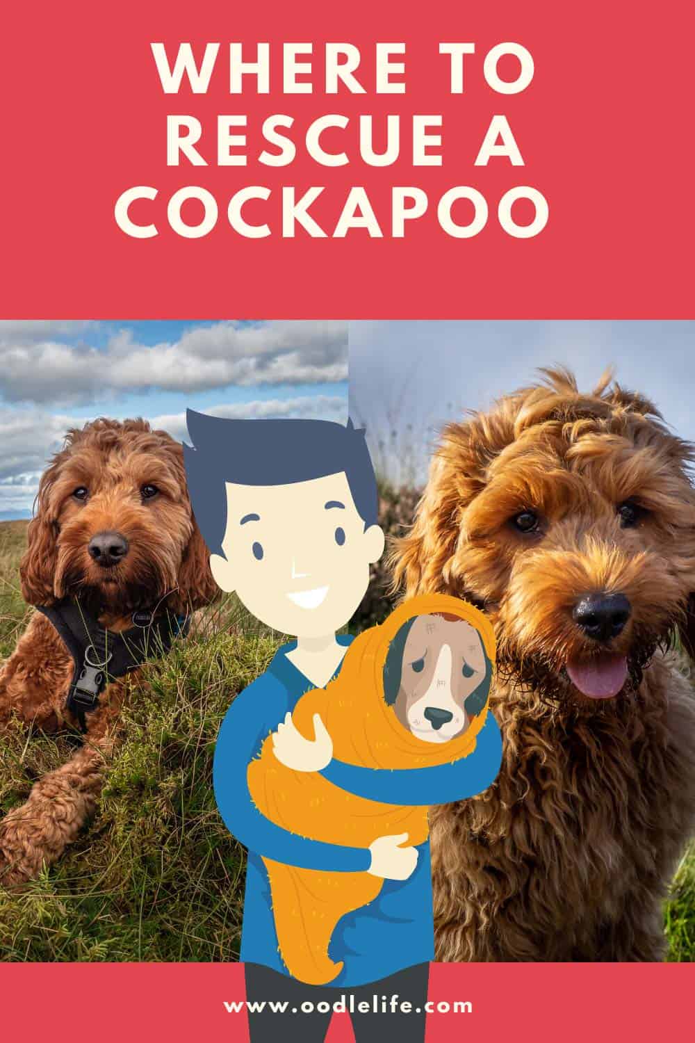 Best Cockapoo Rescues - Where To Adopt - Oodle Life