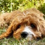 Best Cockapoo Rescues - Where To Adopt? - Oodle Life