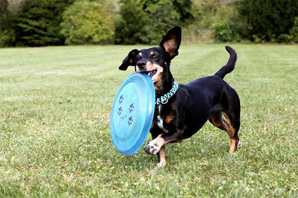 Best Dog Frisbee [5 Best Durable Dog Frisbees] - OodleLife®