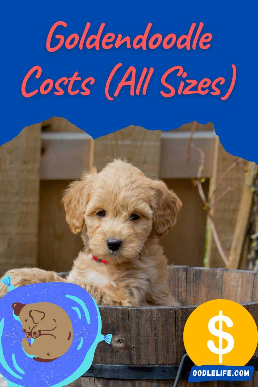 How Much Are Goldendoodles? [Price Guide] - Oodle Life