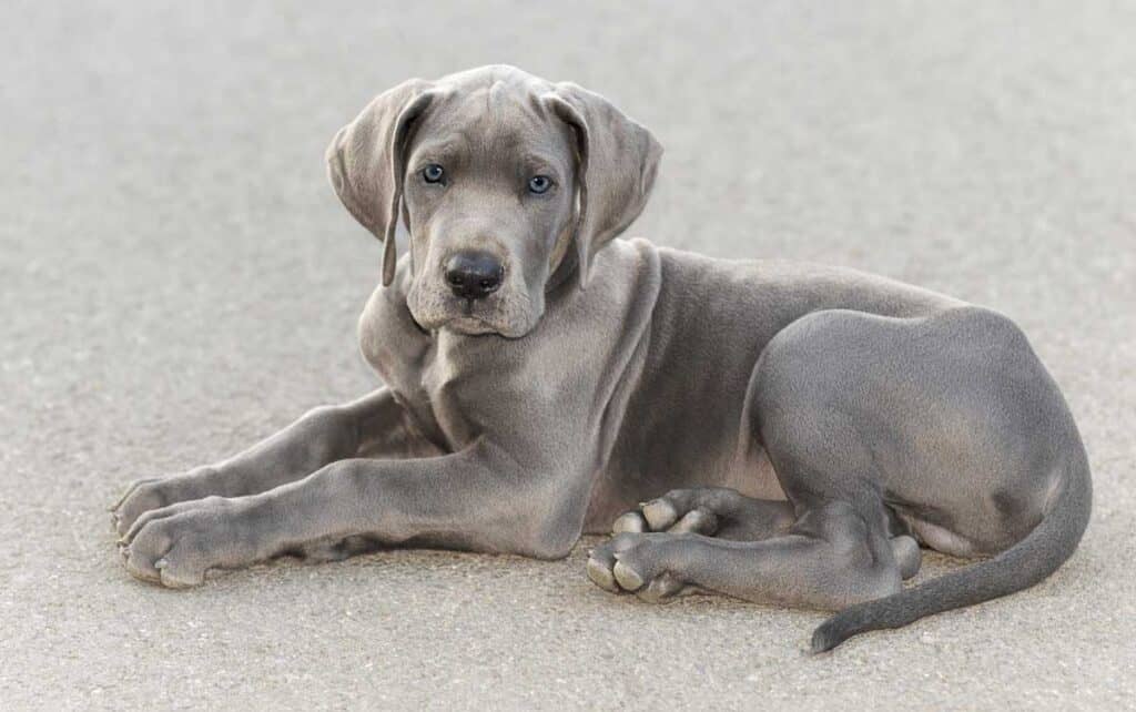 Is There Such A Thing As A Miniature Great Dane