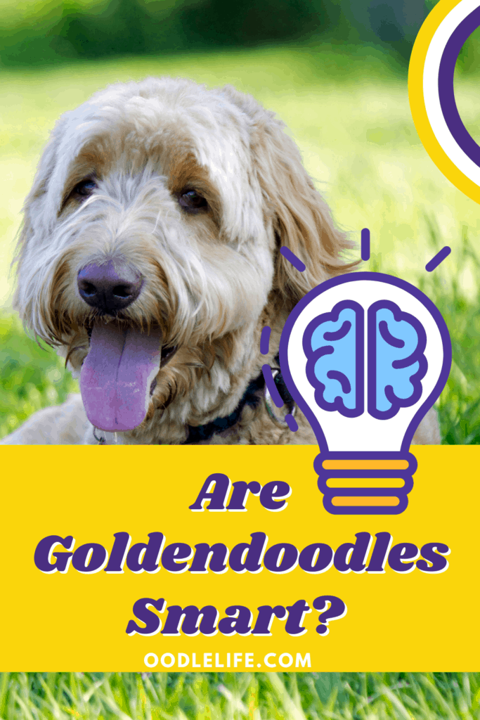 How Smart Is A Goldendoodle