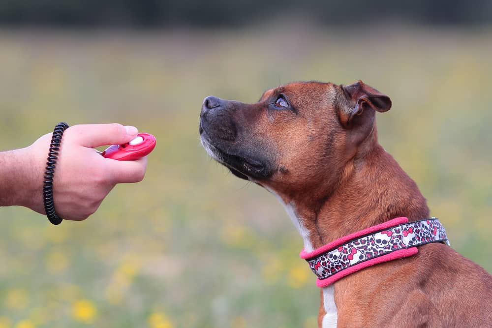 Do Dog Whistles HURT Dogs? [Facts] - Oodle Life