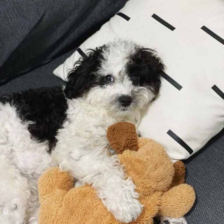 Cavachon Vs Cavapoo Ultimate Breed Comparison [with Photos] - OodleLife®