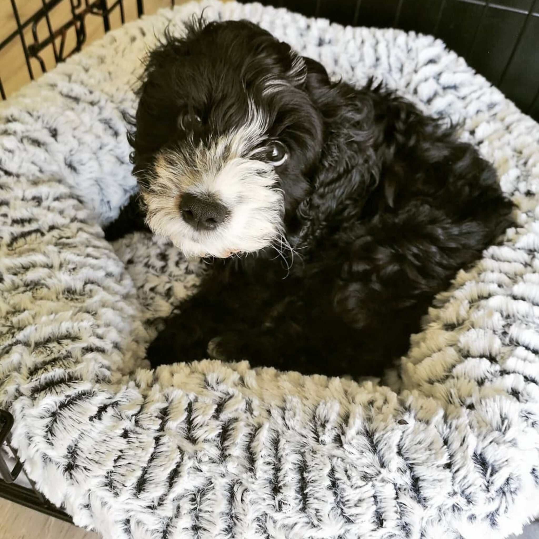 What Size Crate For A Cockapoo? - OodleLife®