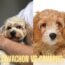 Cavachon Vs Cavapoo Ultimate Breed Comparison [with Photos] - Oodle Life