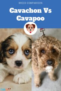 Cavachon Vs Cavapoo Ultimate Breed Comparison [with Photos] - Oodle Life