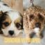 Cavachon Vs Cavapoo Ultimate Breed Comparison [with Photos] - Oodle Life